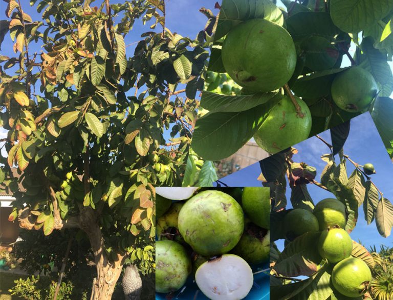 Jalea de Guayaba Receta | Espejuelo de Guayaba Colombia